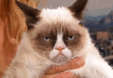 Disgusting | Grumpy Cat | Know Your Meme