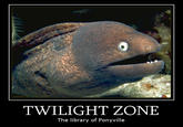 When down by the sea and an eel bites your knee... that's a moray | Bad ...