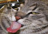 awake but at what cost | Cats | Know Your Meme