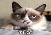 Punky Cat | Grumpy Cat | Know Your Meme