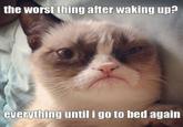 [Image - 499371] | Grumpy Cat | Know Your Meme