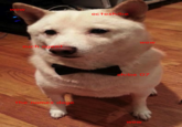 OPINION! | Doge | Know Your Meme