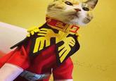 awake but at what cost | Cats | Know Your Meme