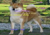 [Image - 674403] | Doge | Know Your Meme