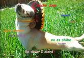 Dogenut | Doge | Know Your Meme