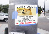 [Image - 639688] | Doge | Know Your Meme