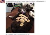 This is what happens when a cat touches a plasma ball. | Cats | Know ...
