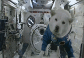 [Image - 674403] | Doge | Know Your Meme