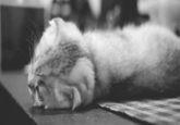 identical cats | Cats | Know Your Meme