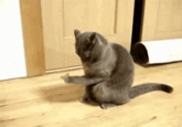 Cat pops water balloon | Cats | Know Your Meme