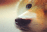 Laughing Doge | Doge | Know Your Meme
