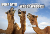 Hump Day | Know Your Meme