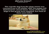 Nic Doge | Doge | Know Your Meme