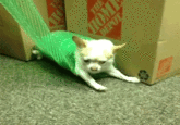 "Oh, henlo, fren. Are you approaching me?" | Dogs | Know Your Meme