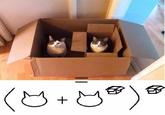 Sir Mittens and his king | Cats | Know Your Meme