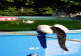 [Image - 774696] | Cats | Know Your Meme