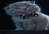 Startled cat | Cats | Know Your Meme