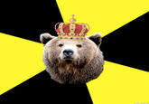 I've Got a Fever And The Only Prescription Is More Rent | Landlord Bear ...