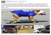 Tillman the Skateboarding Bulldog | Know Your Meme