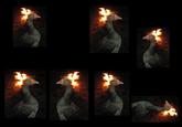 Goose Rider | Goose on Fire / Fire Duck | Know Your Meme