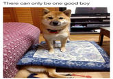 Good Boy 101 | Who's A Good Boy? | Know Your Meme