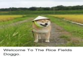 Welcome to the Rice Doggo | Welcome to the Rice Fields, Motherfucker ...