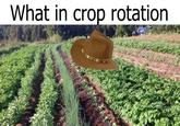 Magnification | What in Tarnation | Know Your Meme