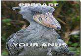 Shoebill Stork | Know Your Meme