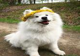 happy SHOOB DAY 2 U | Shoob | Know Your Meme