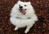 Ammy Shoob | Shoob | Know Your Meme