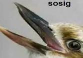 Sosig | Know Your Meme