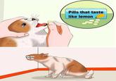 CATS for your pill | Pills That Make You Stare | Know Your Meme