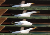 Inhaling Seagull Template HD | Inhaling Seagull | Know Your Meme