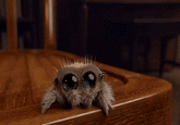 "Disco" Sparklemuffin Spider | Spiders | Know Your Meme