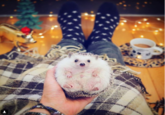 Azuki the Hedgehog | Know Your Meme