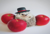 Azuki the Hedgehog | Know Your Meme