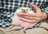 Azuki the Hedgehog | Know Your Meme