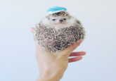Azuki the Hedgehog | Know Your Meme