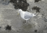 Yolandi | Perfectly Looped GIFs | Know Your Meme