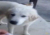 "Oh, henlo, fren. Are you approaching me?" | Dogs | Know Your Meme