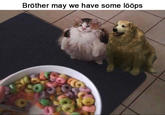 Brother may I have some cat | Cats Wanting Fruit Loops | Know Your Meme