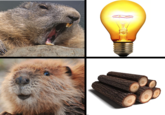 Beaver / Logs vs. Light | Beaver Log | Know Your Meme