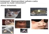 [Image - 580718] | Cats | Know Your Meme