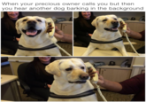 Dog on the Phone | Know Your Meme