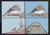 Template | Annoyed Bird | Know Your Meme