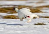 Happy stoat | Animals | Know Your Meme