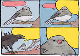 F | Annoyed Bird | Know Your Meme