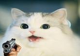 N-Word Cat New Year | N-Word Cat | Know Your Meme