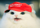N-Word Cat With a Cross | N-Word Cat | Know Your Meme
