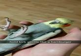 Hold Birb Gentle Like Hamburger | Know Your Meme
